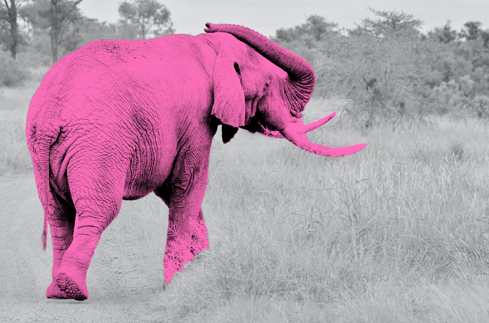 Hablar en público sin nervios - Pacheco Coach